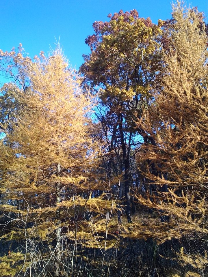 Late Autumn on the Prairie Fen, Peninsula Drive | Camp Friedenswald