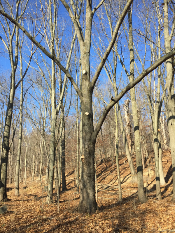 Oak Wilt: A lethal tree disease you should know about | Camp Friedenswald