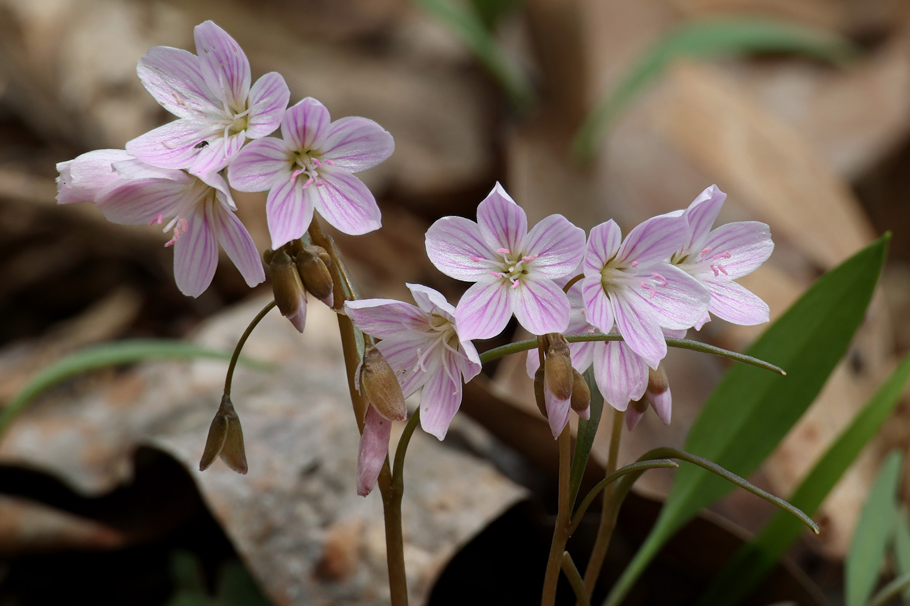 A Blessing for Land Stewardship | Camp Friedenswald